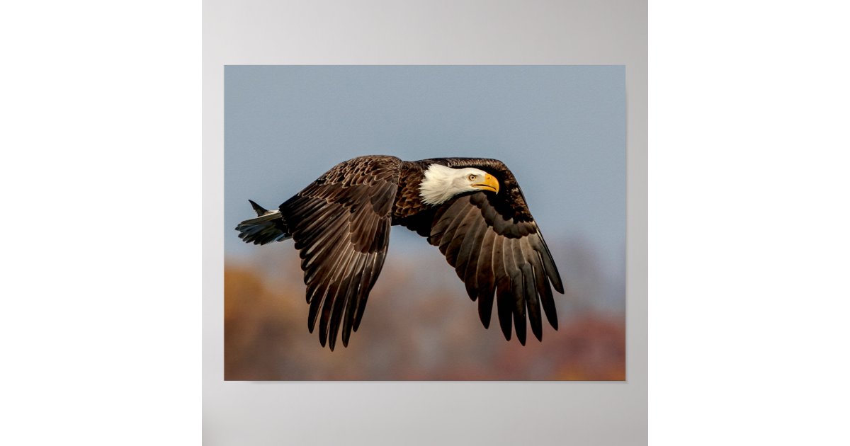 Bald Eagle in flight Poster | Zazzle