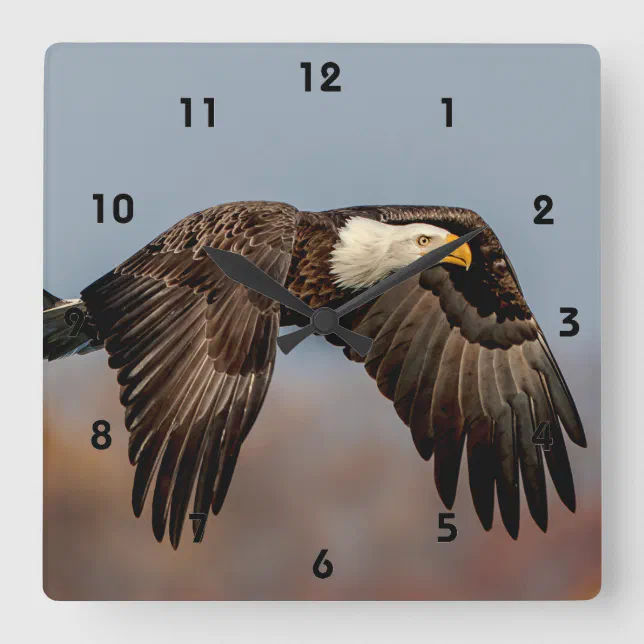 Bald Eagle in flight Square Wall Clock | Zazzle