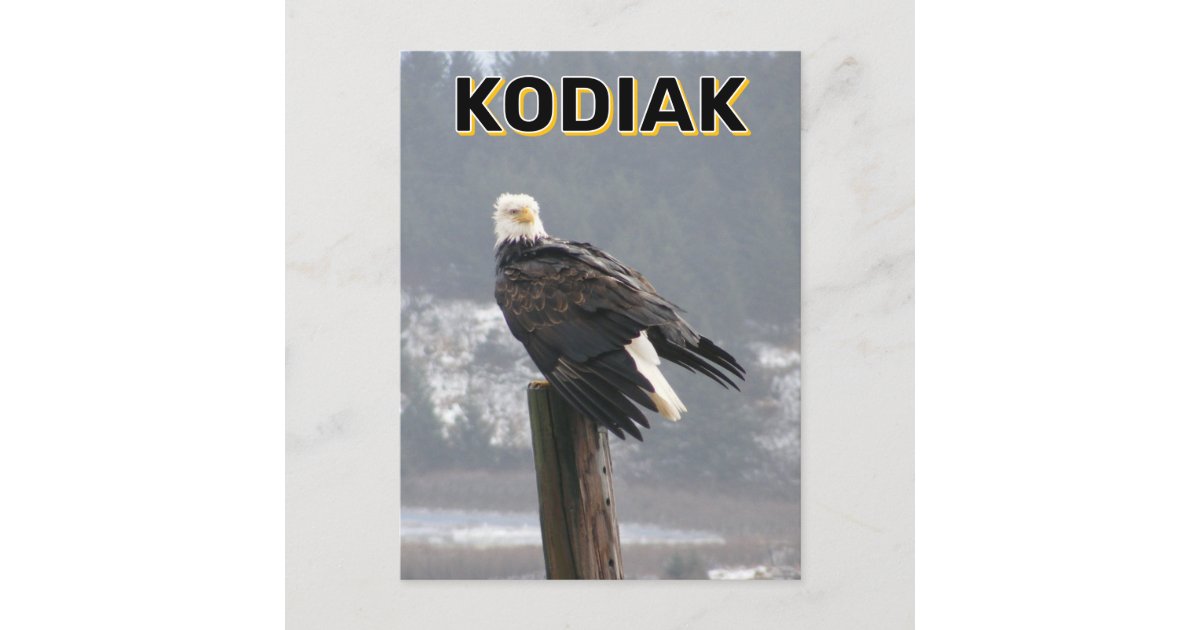 Bald Eagle In Kodiak, Alaska Postcard | Zazzle