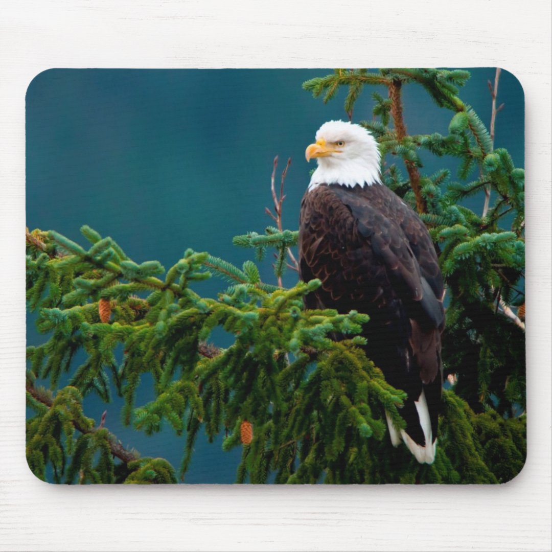Bald Eagle Mouse Pad | Zazzle