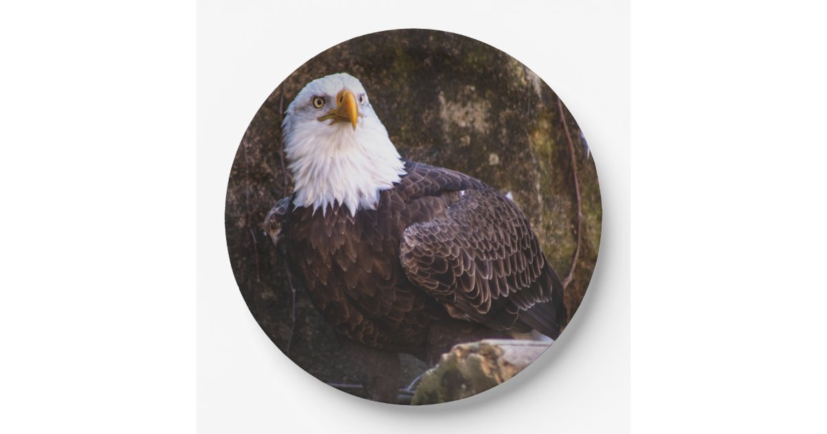 Bald Eagle Paper Plates | Zazzle