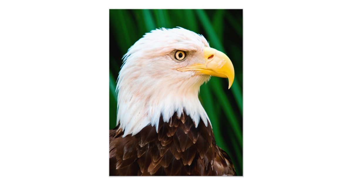 Bald Eagle Portrait Photo Print | Zazzle