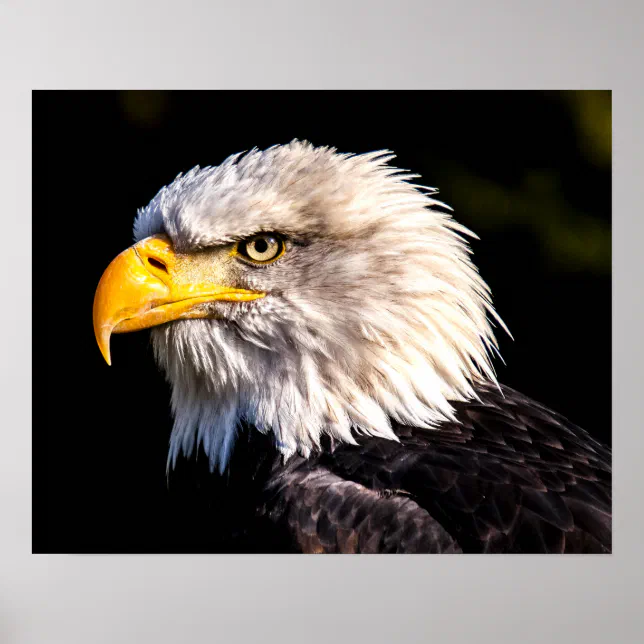 Bald Eagle Poster | Zazzle