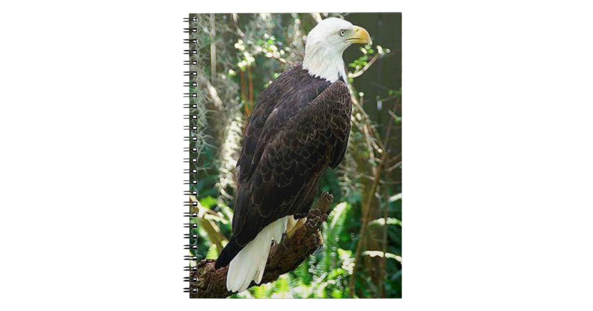 Bald Eagle Spiral Photo Notebook | Zazzle