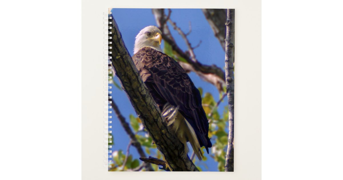Bald Eagle Spiral Weekly/Monthly Planner | Zazzle