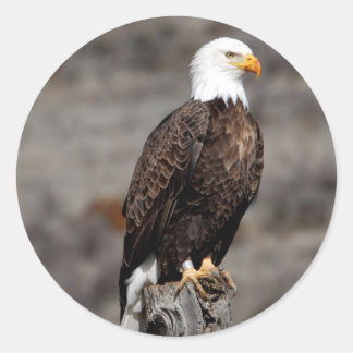 8,000+ Bald Eagle Stickers and Bald Eagle Sticker Designs | Zazzle