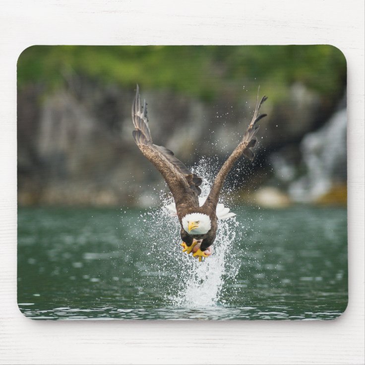 Bald Eagle The Big Catch Mouse Pad | Zazzle