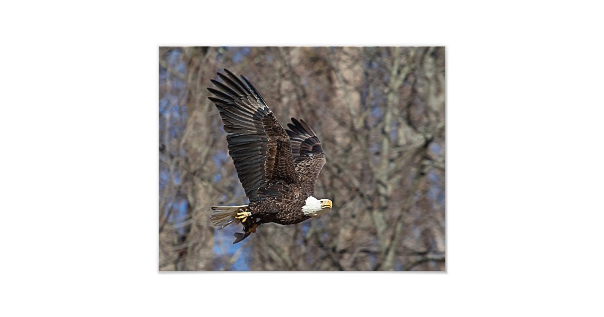 Bald Eagle with a Catfish Photo Print | Zazzle