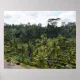 Bali Ubud Rice Field Terrace Poster | Zazzle