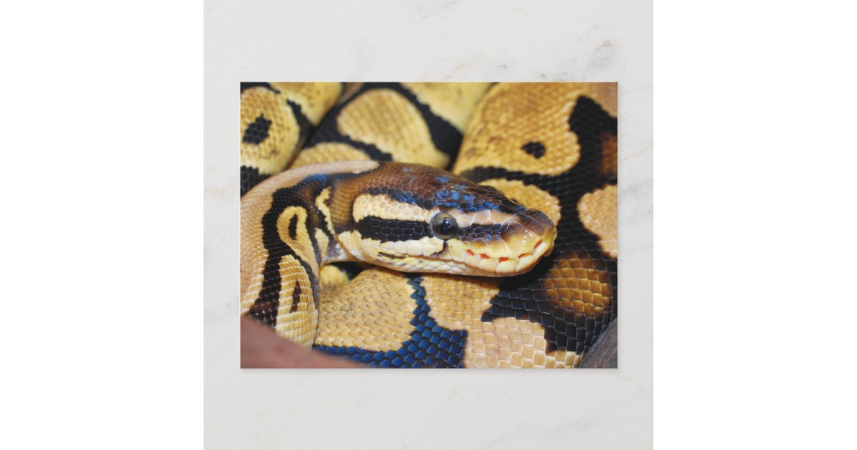 Ball Python, Coiled, Face Postcard | Zazzle