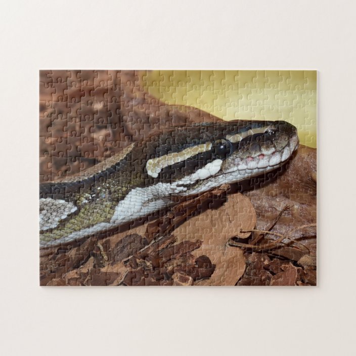 Ball Python Snake Jigsaw Puzzle | Zazzle.com