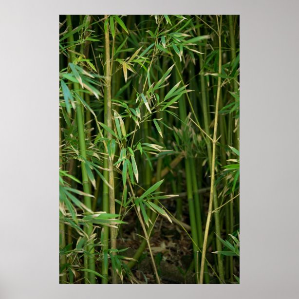 Bamboo Posters & Prints | Zazzle