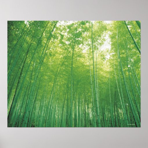 Bamboo Forest Poster | Zazzle