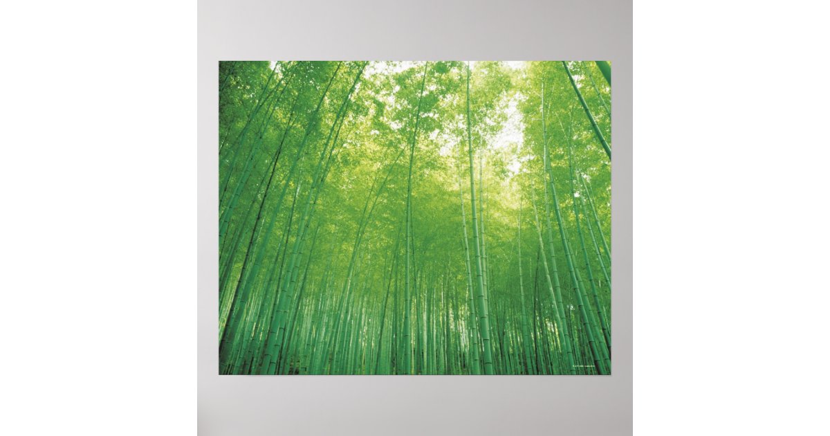 Bamboo Forest Poster | Zazzle