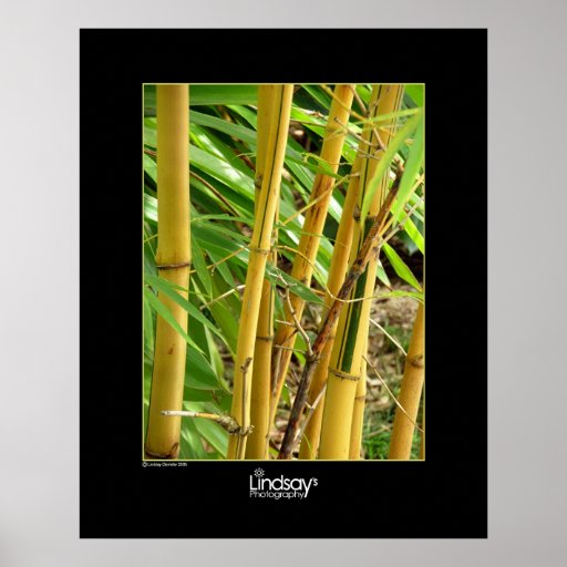 Bamboo Poster | Zazzle
