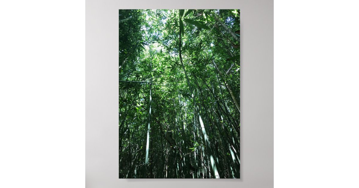 Bamboo Poster | Zazzle
