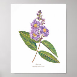 Banaba (Lagerstroemia speciosa) Ph Forest Blooms Poster | Zazzle