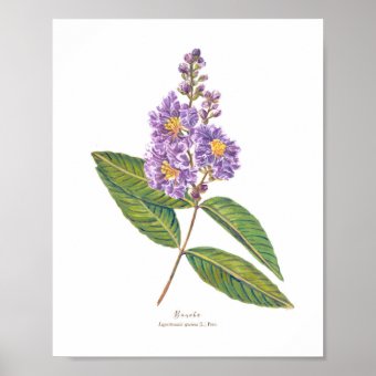 Banaba (Lagerstroemia speciosa) Ph Forest Blooms Poster | Zazzle