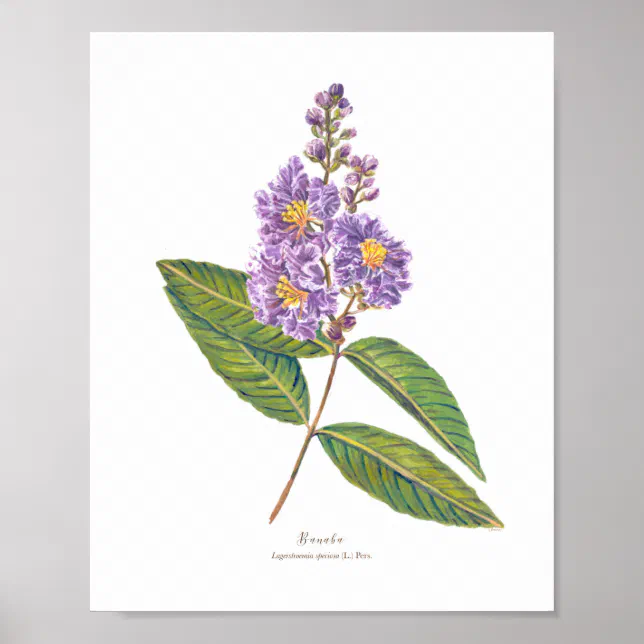 Banaba (Lagerstroemia speciosa) Ph Forest Blooms Poster | Zazzle