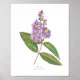 Banaba (Lagerstroemia speciosa) Ph Forest Blooms Poster | Zazzle