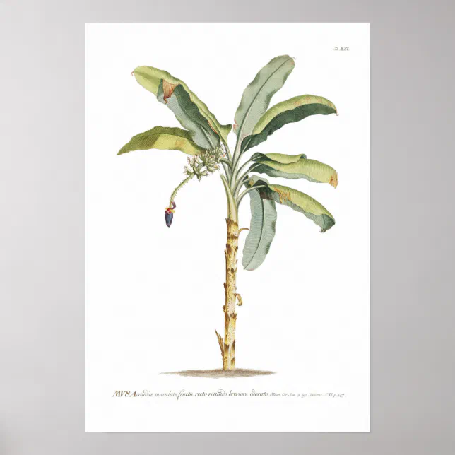 Banana Poster | Zazzle