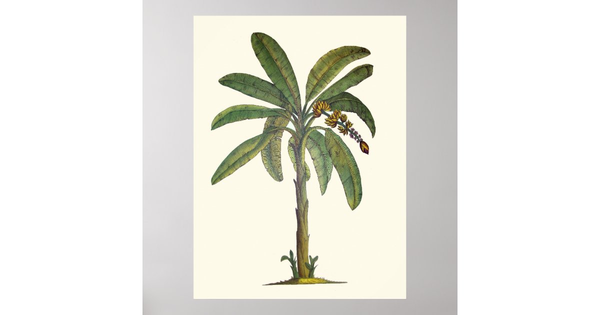 Banana Tree Botanical Poster | Zazzle