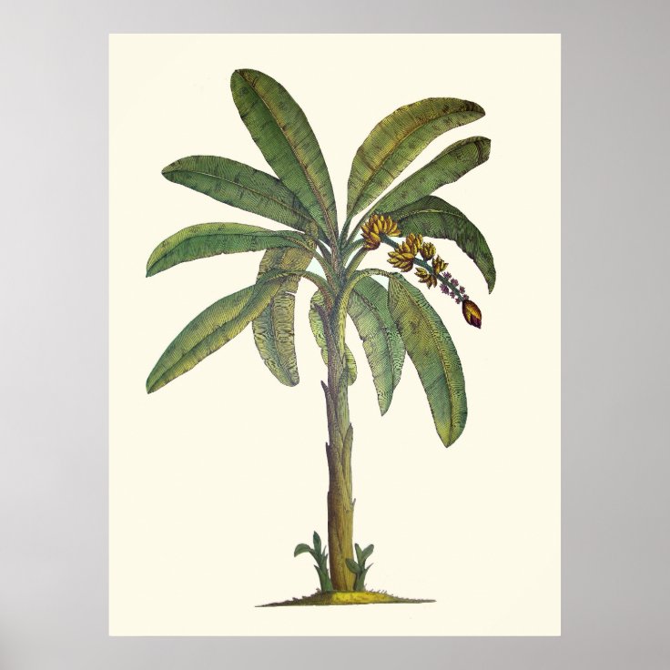 Banana Tree Botanical Poster | Zazzle