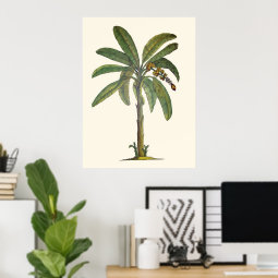 Banana Tree Botanical Poster | Zazzle