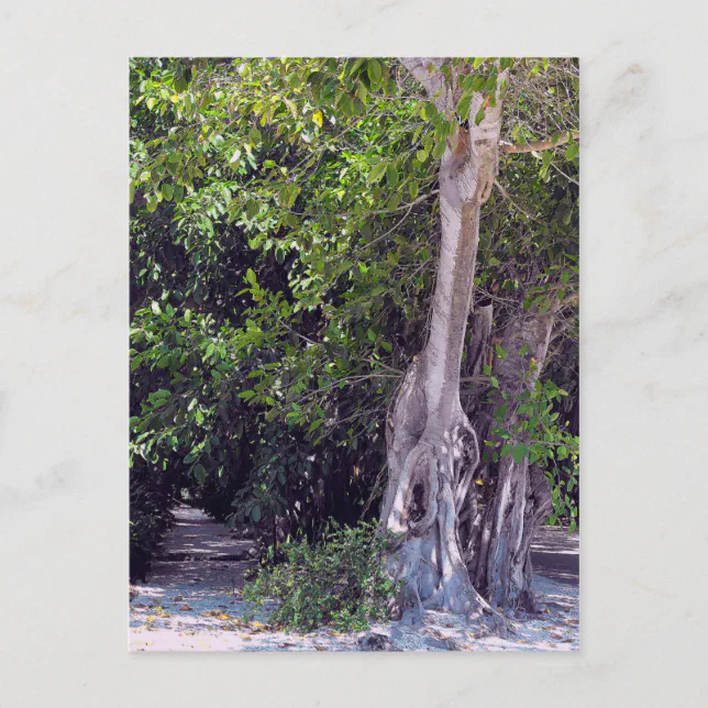 Banyan Street Postcard | Zazzle
