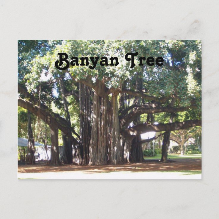 Banyan Tree Postcard | Zazzle