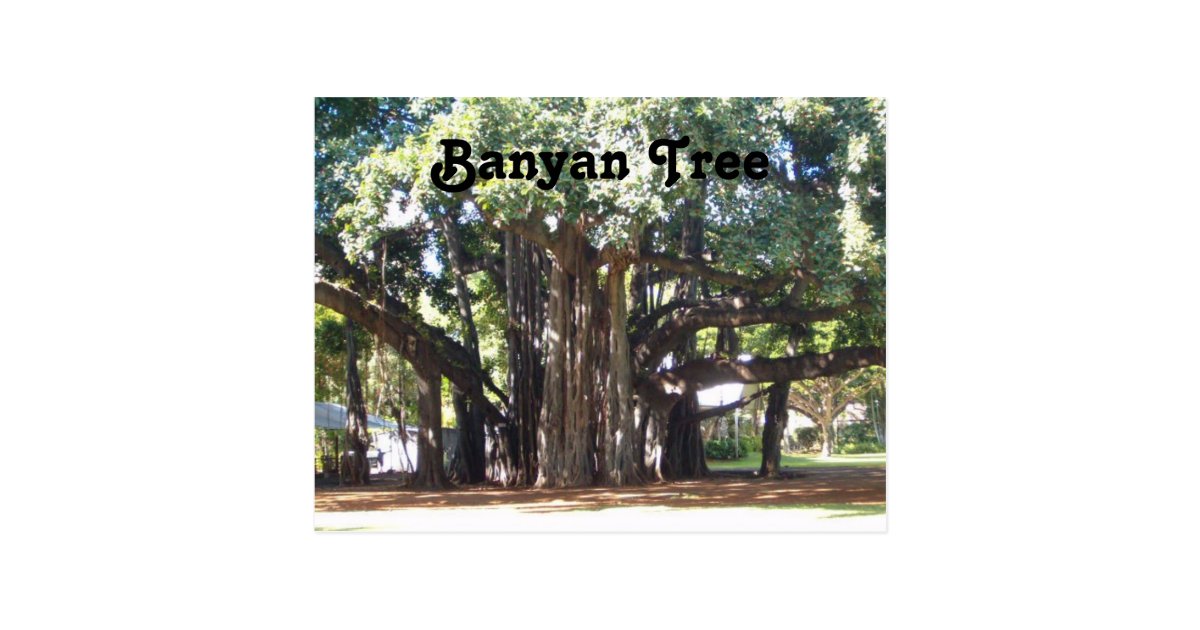 Banyan Tree Postcard | Zazzle.com