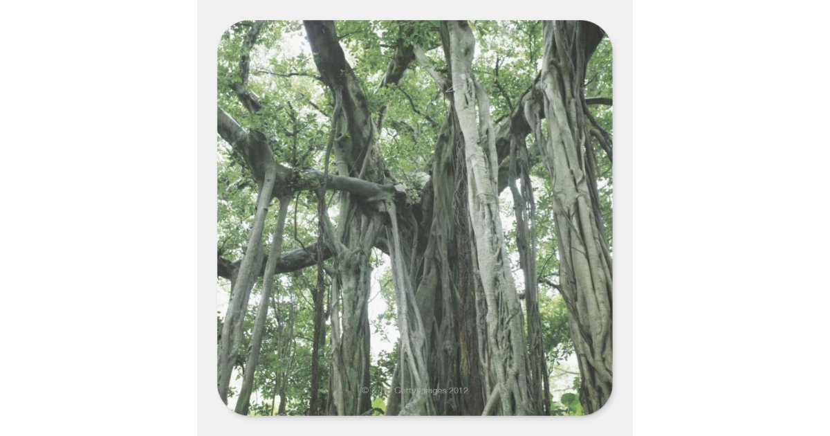 Banyan Tree Square Sticker | Zazzle