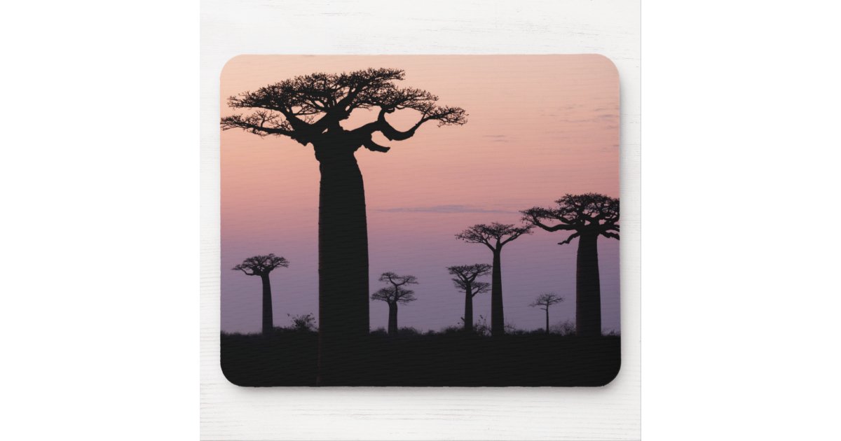 Baobab Alley', Madagascar, Morondava, Africa, Mouse Pad | Zazzle