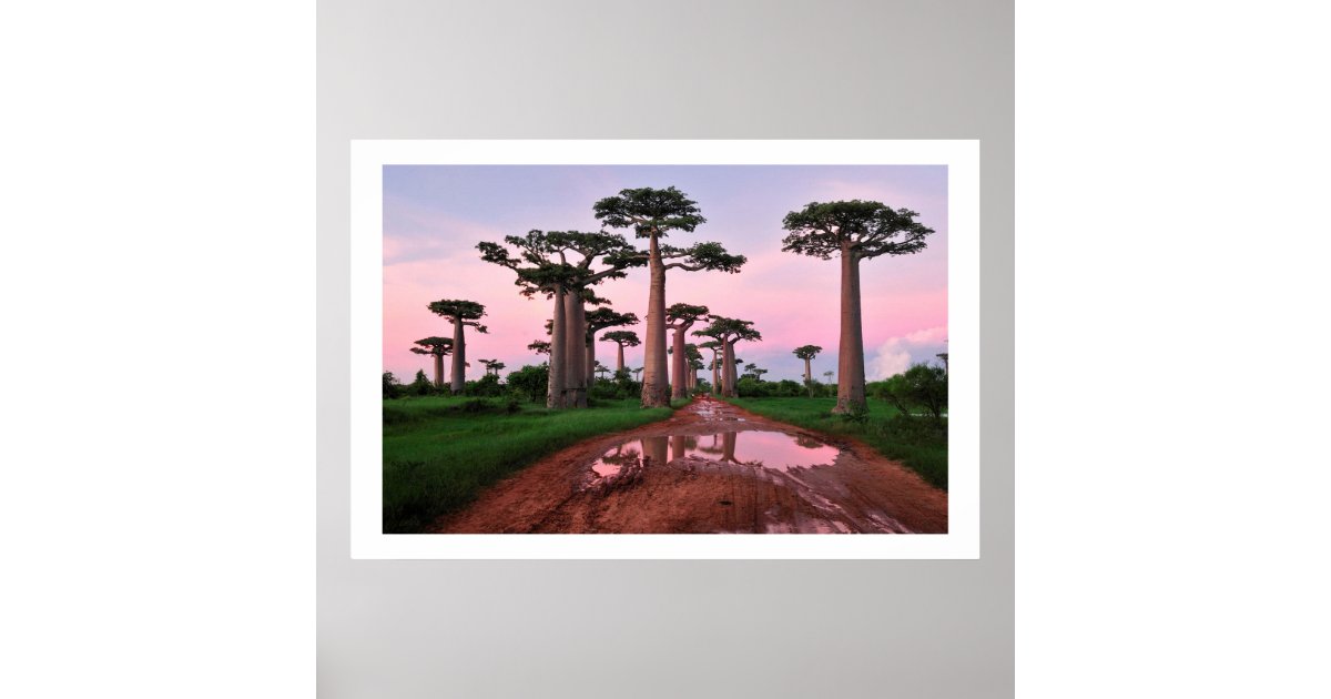 baobab forest Africa poster from 8.99 | Zazzle