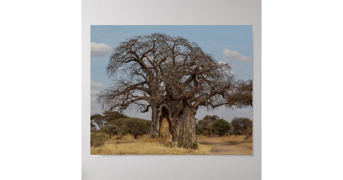 Baobab Tree From Tanzania. Poster | Zazzle
