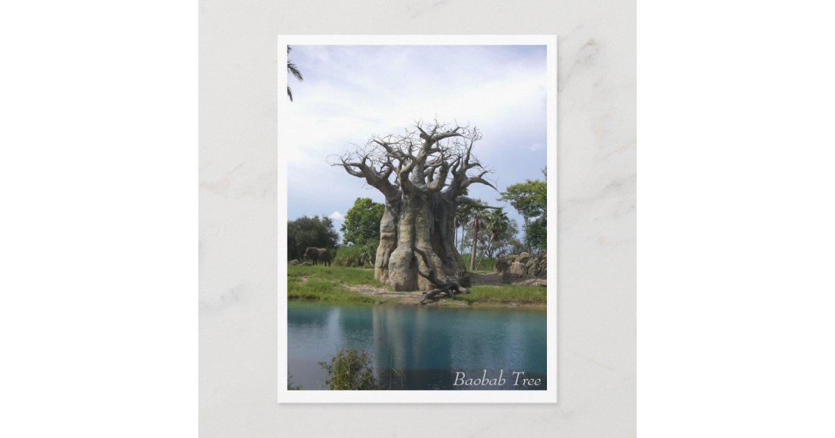 Baobab Tree Postcard | Zazzle