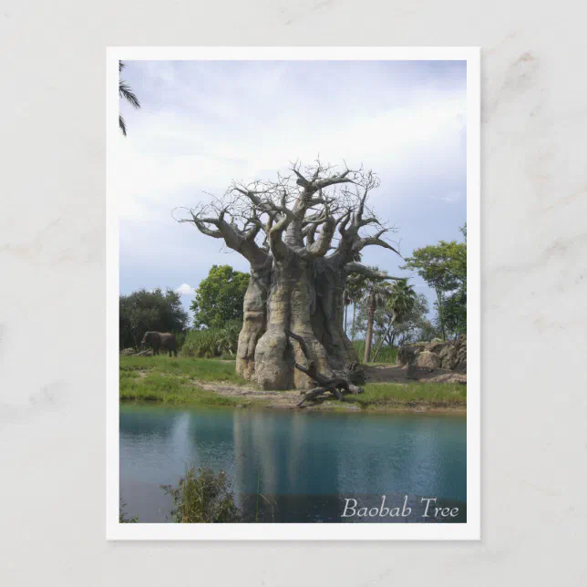 Baobab Tree Postcard | Zazzle