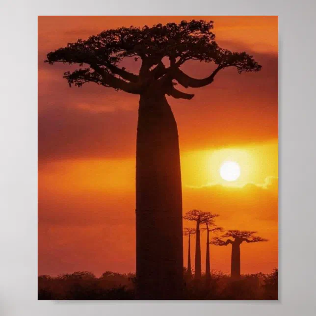 baobab tree poster | Zazzle