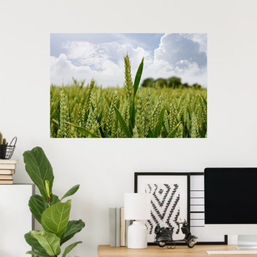 barley crop poster | Zazzle