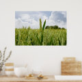 barley crop poster | Zazzle