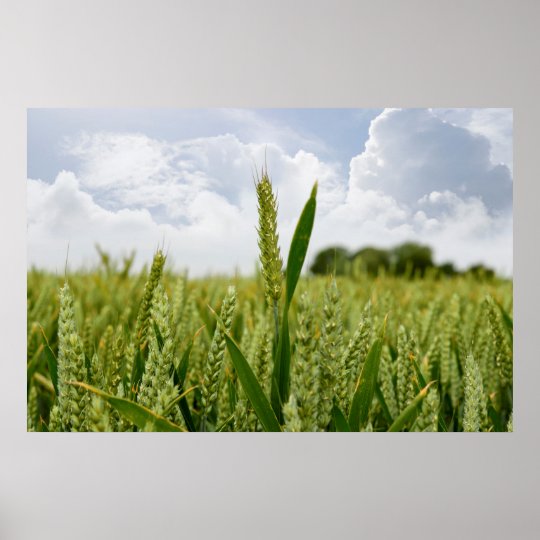 barley crop poster | Zazzle.com