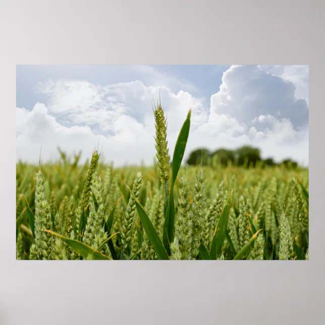 barley crop poster | Zazzle