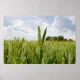 barley crop poster | Zazzle
