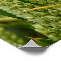 barley crop poster | Zazzle