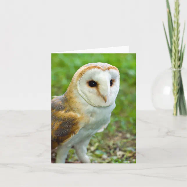 Barn Owl Greeting card | Zazzle