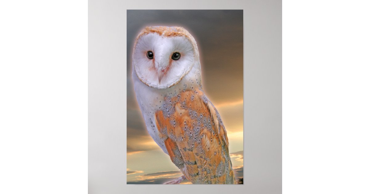 Barn Owl Poster Poster Print | Zazzle