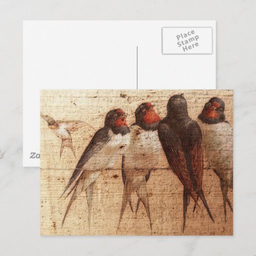 Barn Swallows Postcard | Zazzle