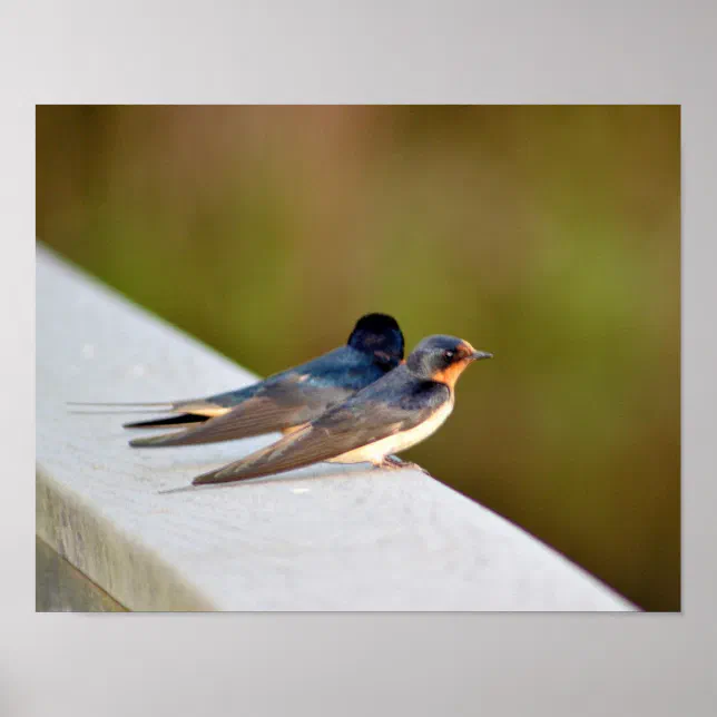 Barn Swallows Poster | Zazzle