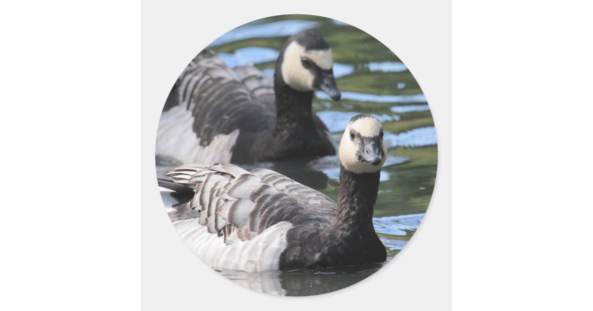 Barnacle Duet Classic Round Sticker | Zazzle