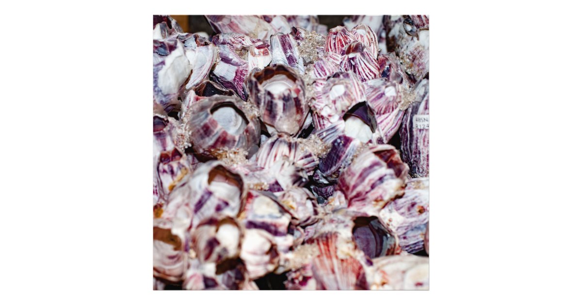 Barnacles Photo Print | Zazzle